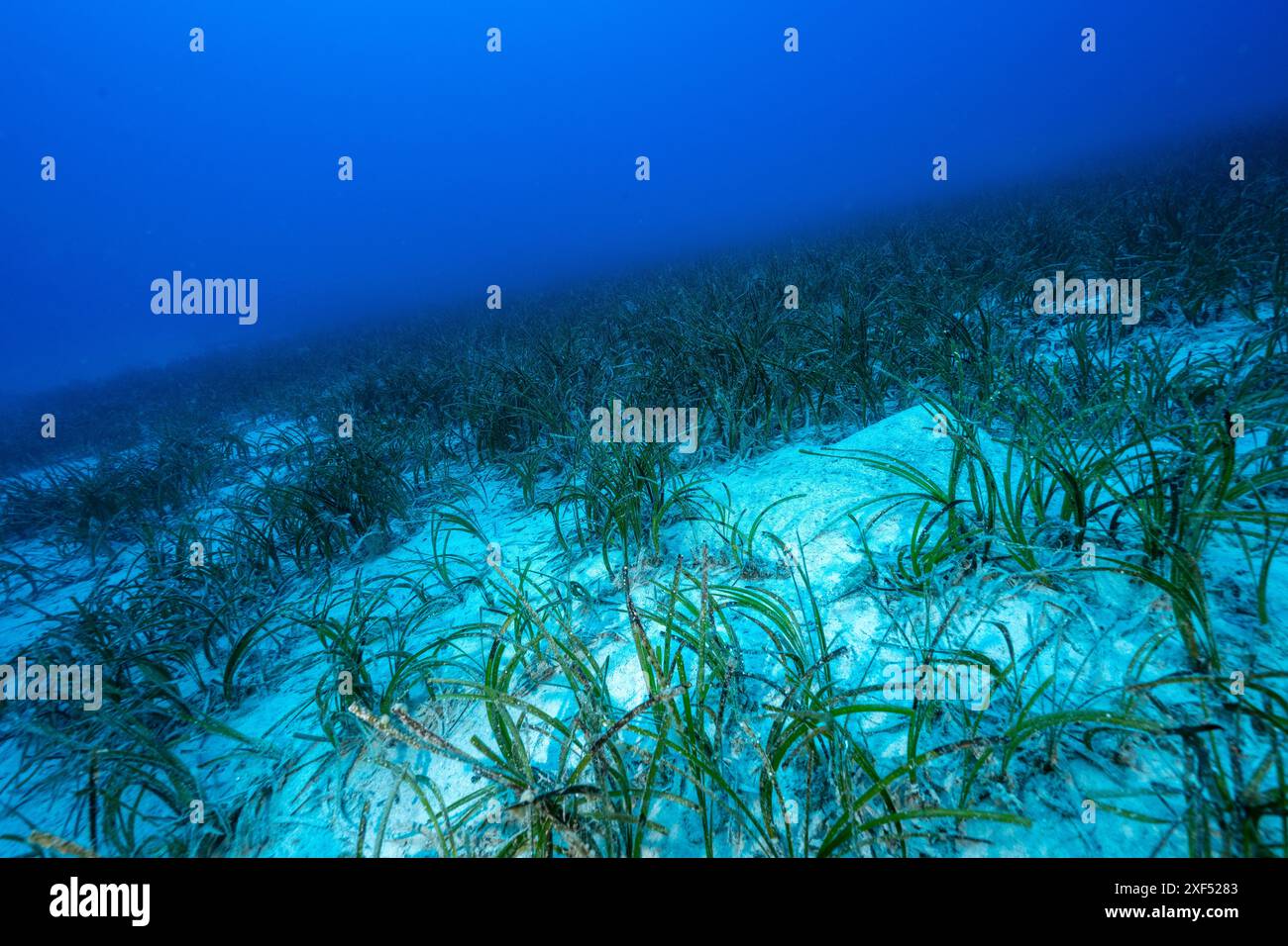 Neptune seagrass, Posidonia oceanica, in deep water 42 meters in clear ...