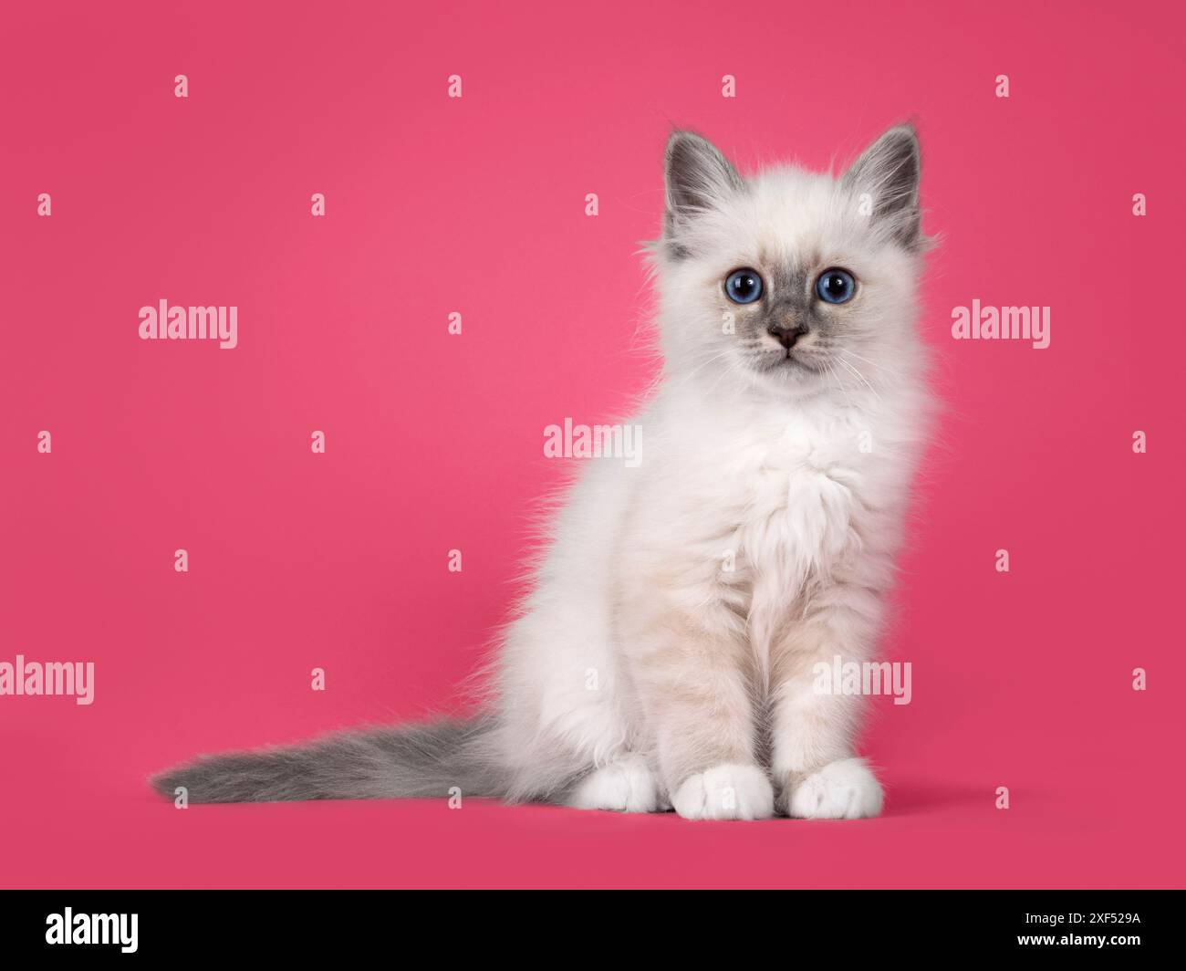 Cute fluffy Sacred Birman cat kitten, sitting up side ways. Looking ...