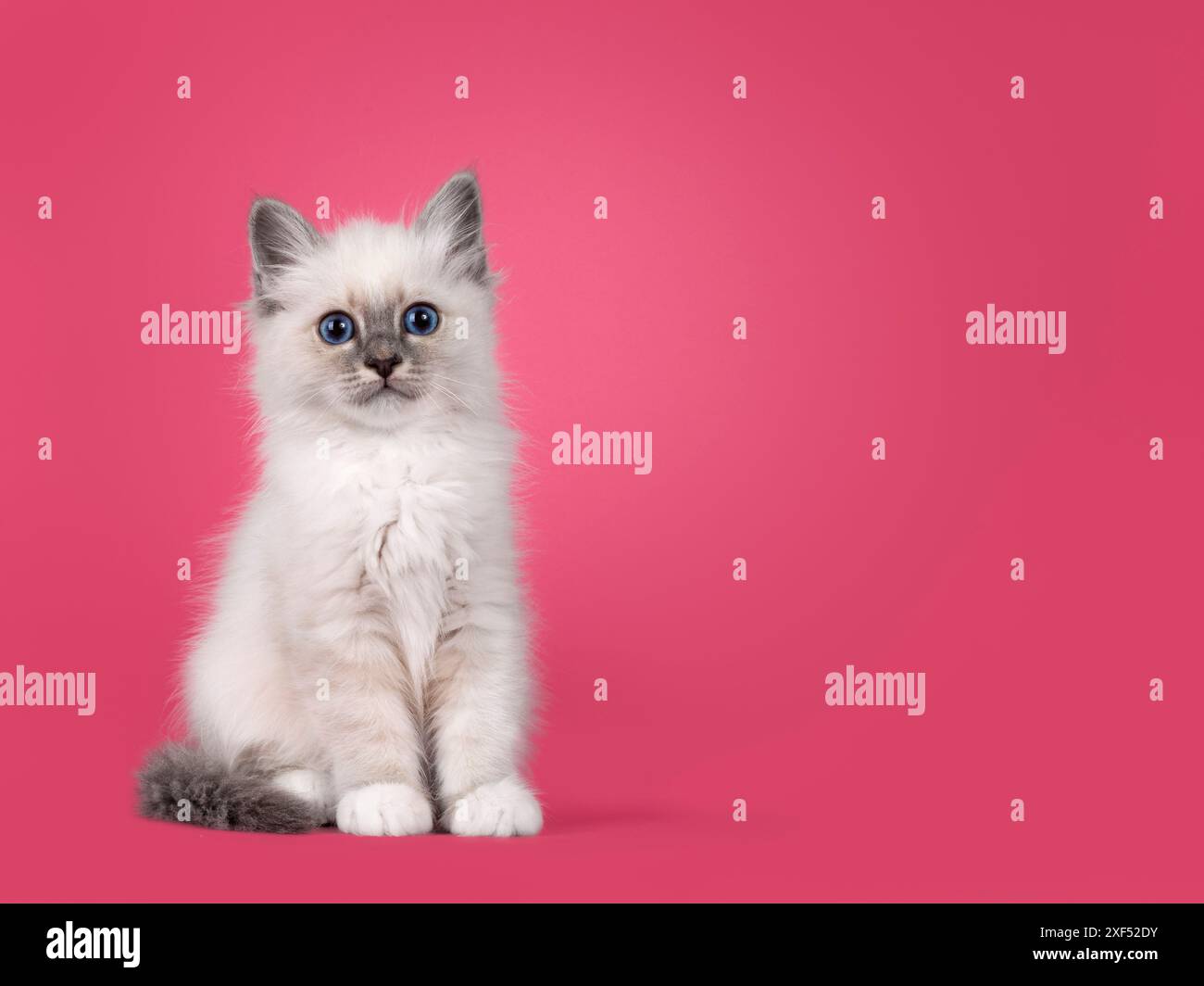 Cute fluffy Sacred Birman cat kitten, sitting up facing front. Looking ...