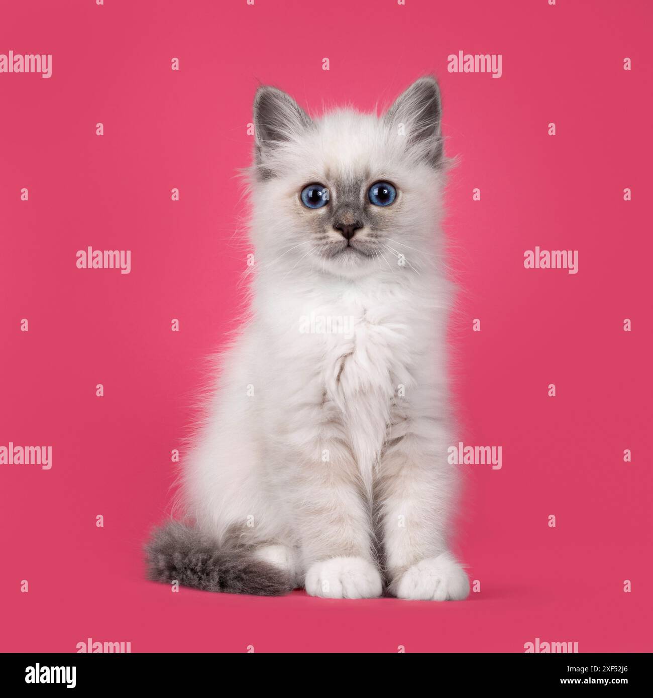Cute fluffy Sacred Birman cat kitten, sitting up facing front. Looking ...
