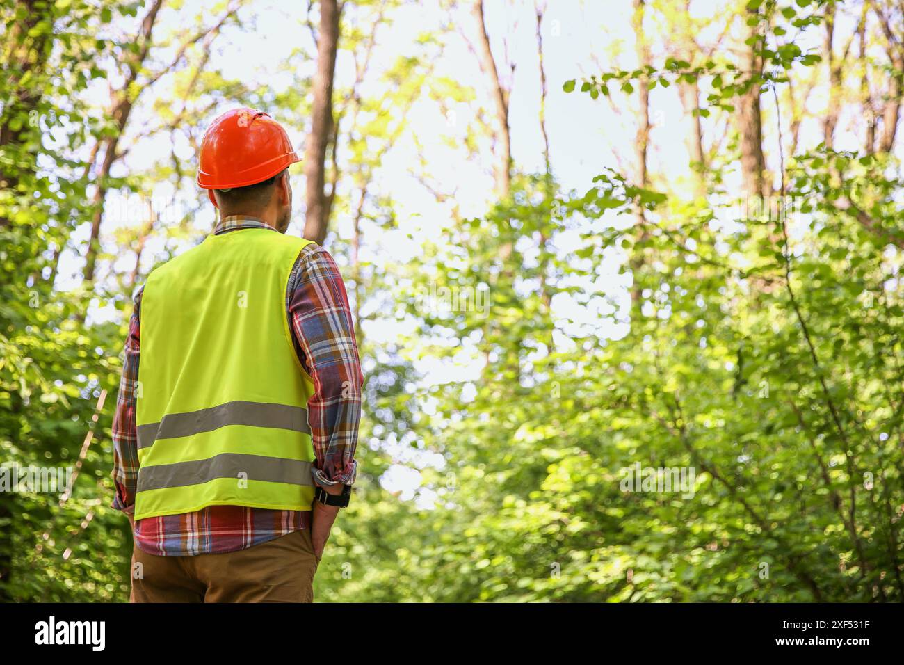 Forester in hard hat examining plants in forest, back view Stock Photo ...