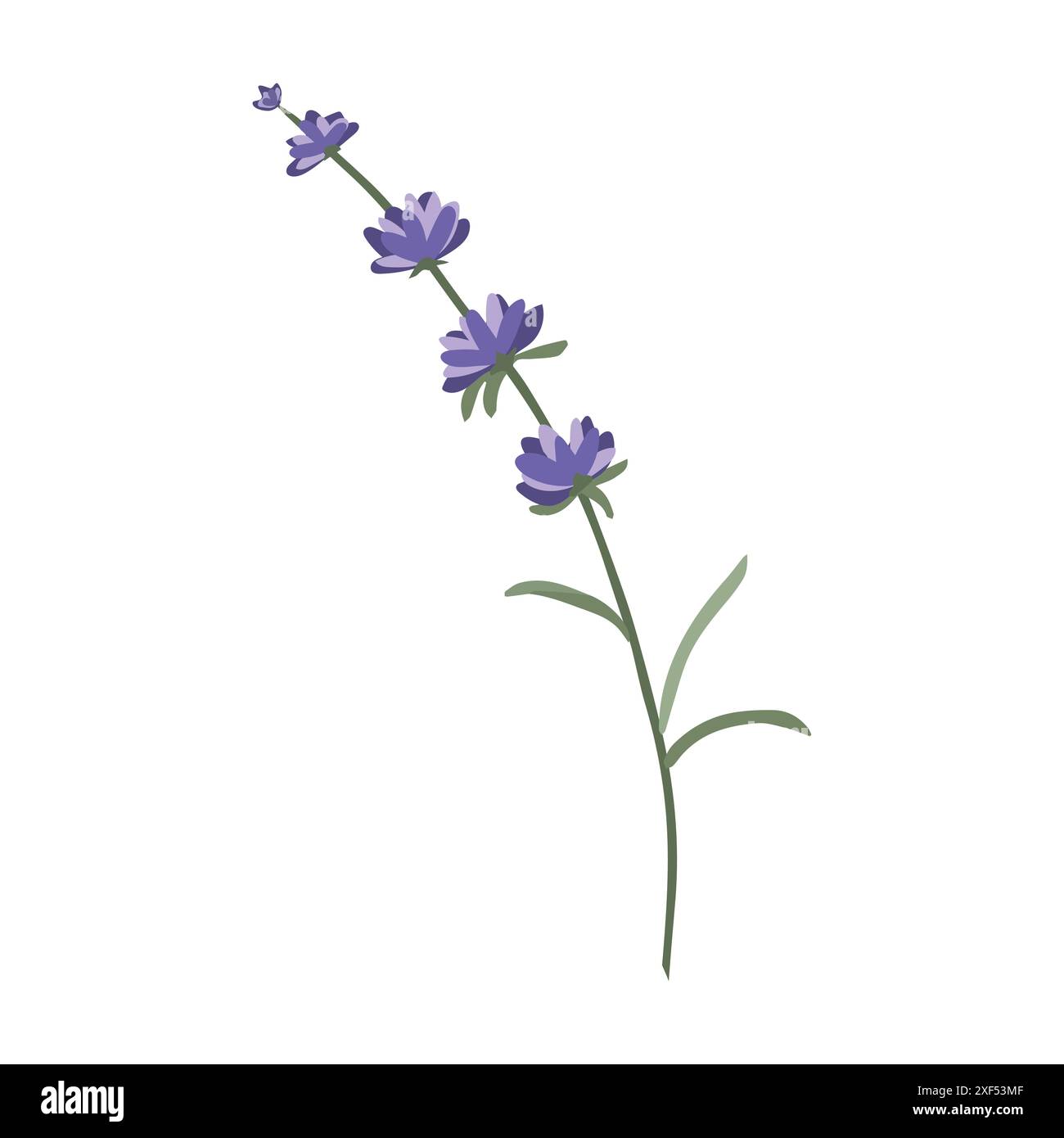 A blooming sprig of lavender for your design on a white background ...