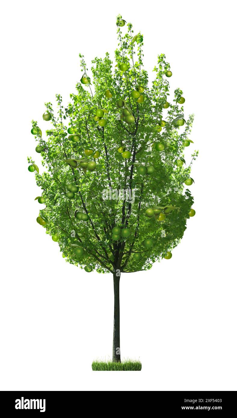 Green leaves hanging tree Cut Out Stock Images & Pictures - Alamy