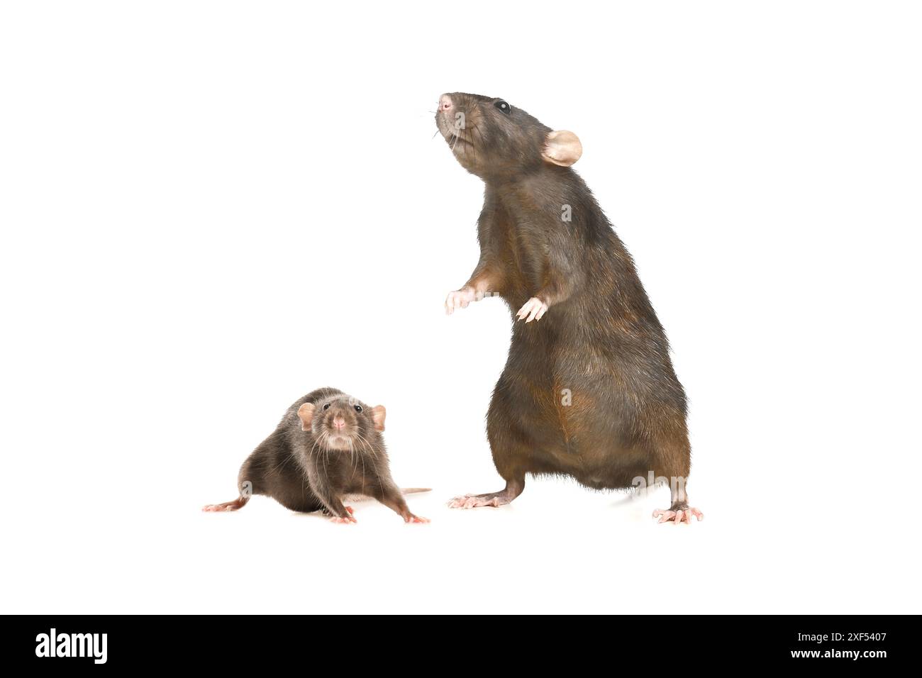 Mother rat and baby pup isolated on white Stock Photo - Alamy