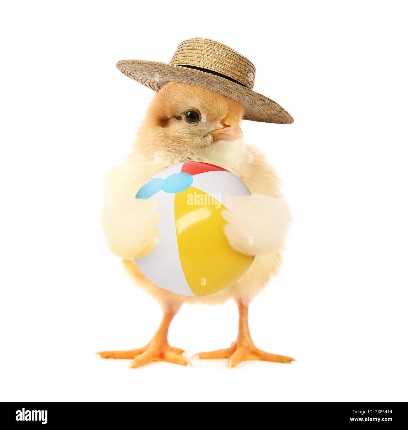 Cute fluffy chick with straw hat and beach ball isolated on white Stock ...
