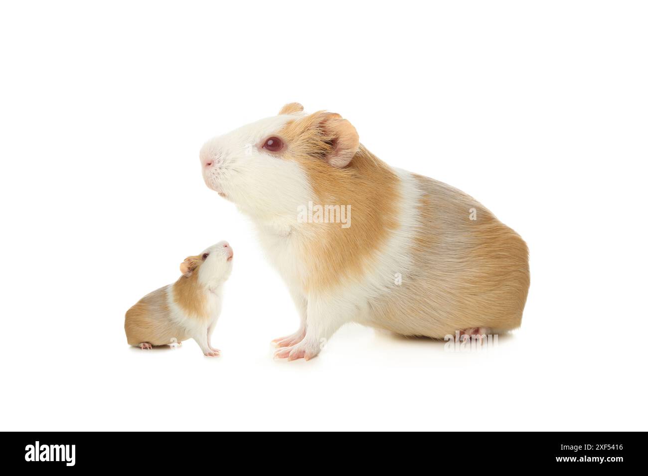 Mother guinea pig and baby pup isolated on white Stock Photo - Alamy