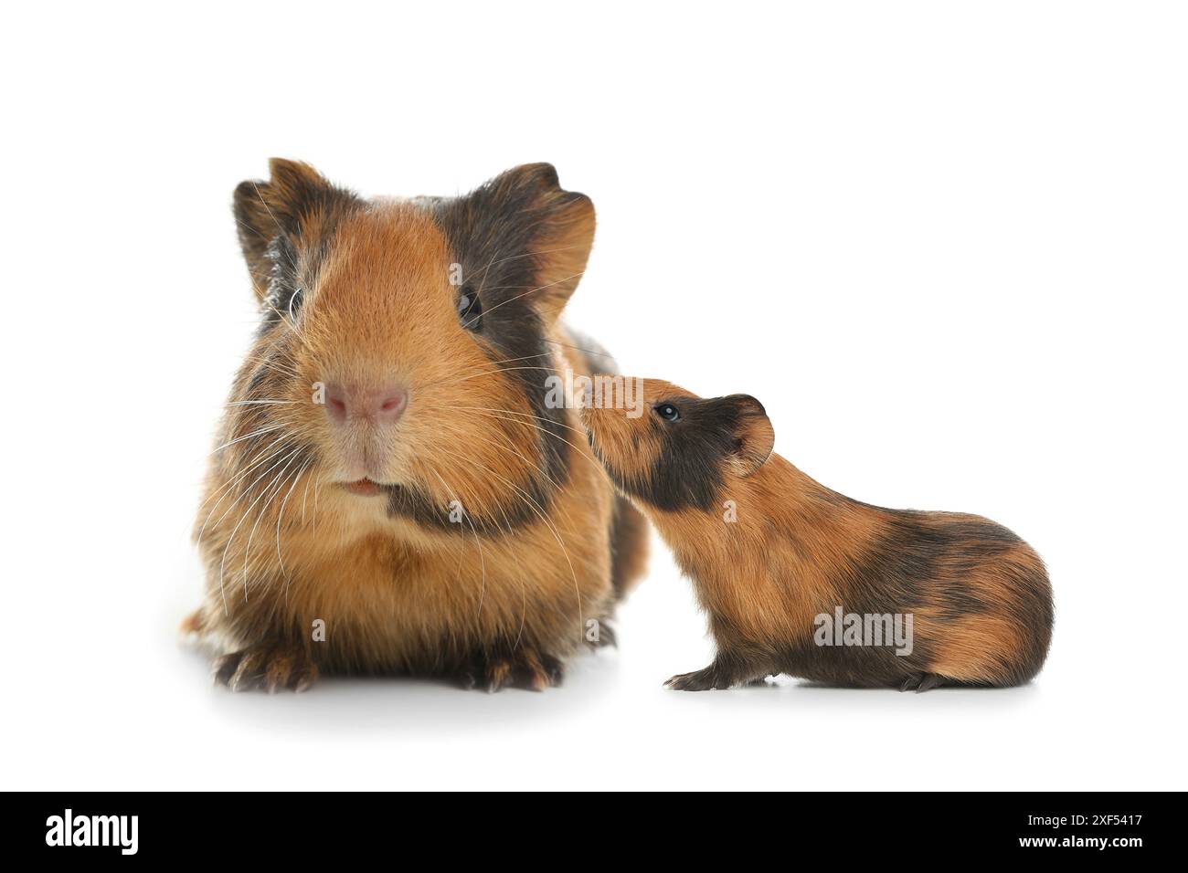 Mother guinea pig and baby pup isolated on white Stock Photo - Alamy