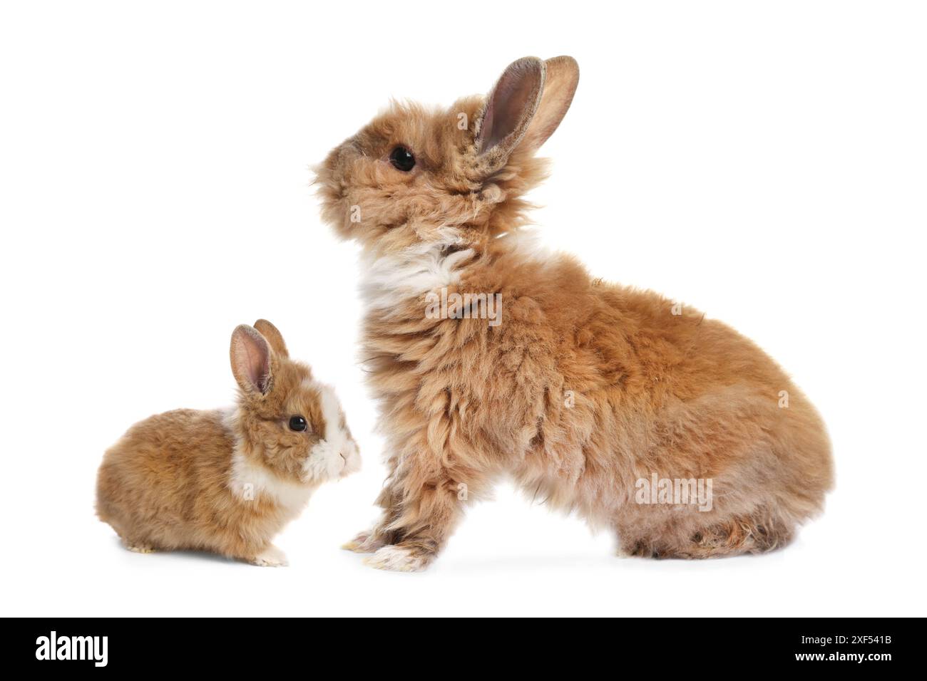 Mother rabbit and baby bunny isolated on white Stock Photo - Alamy