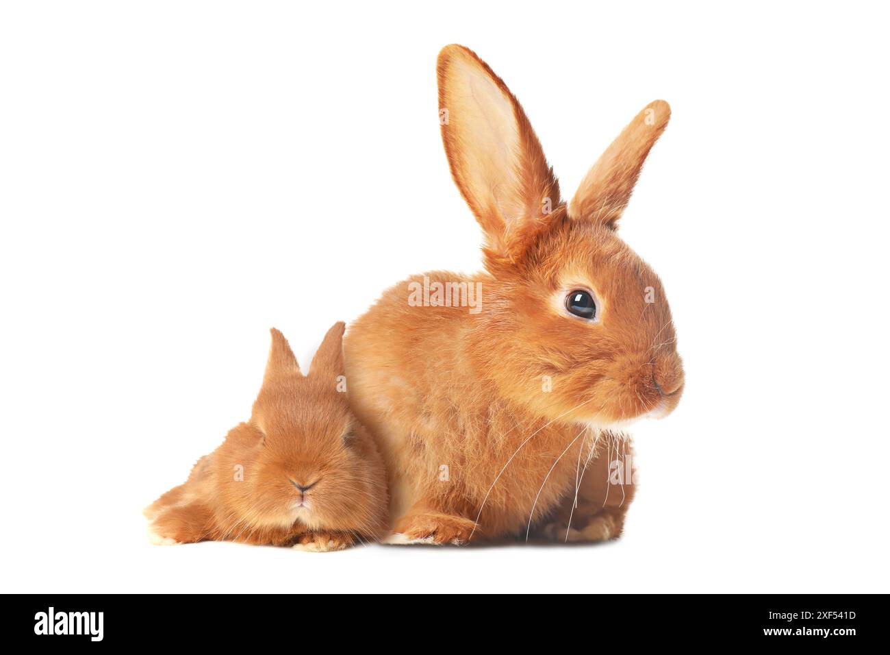 Mother rabbit and baby bunny isolated on white Stock Photo - Alamy