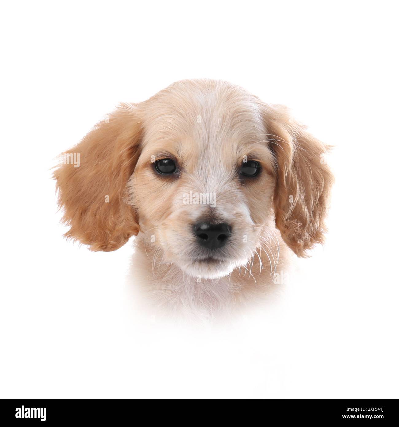 Dog portrait. Cute English Cocker Spaniel puppy on white background ...