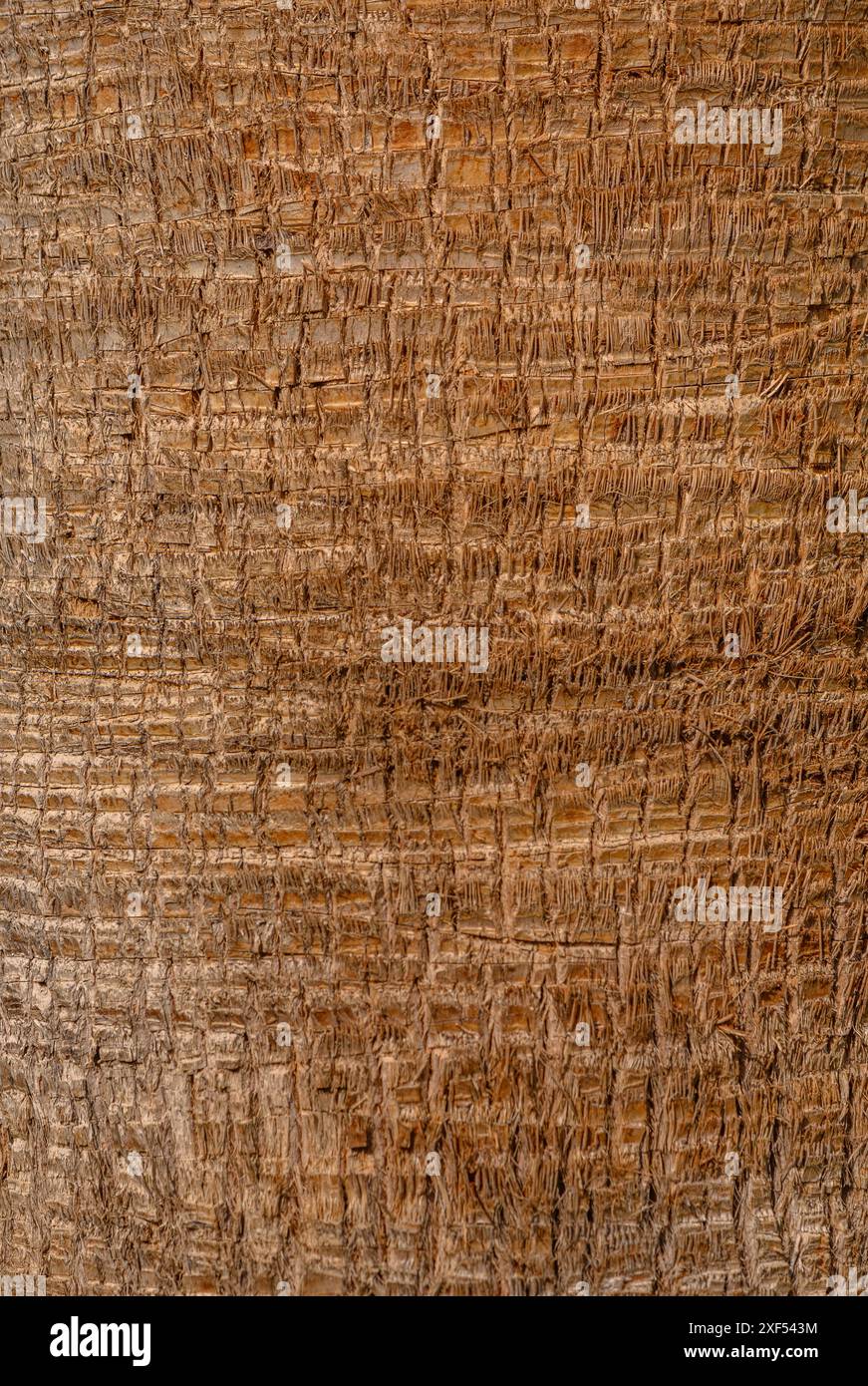coconut tree trunk as background 1 Stock Photo - Alamy