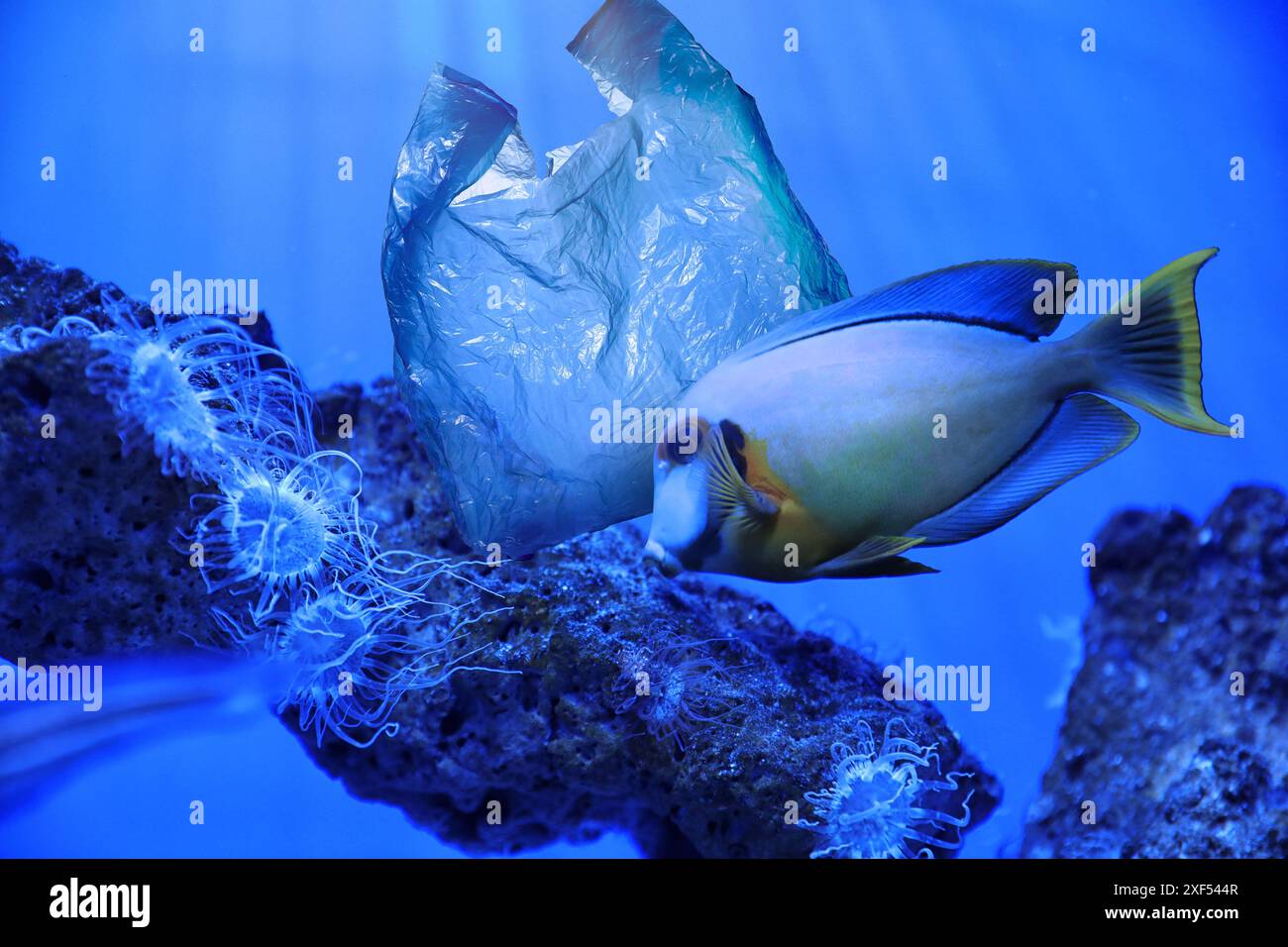 Plastic pollution of the ocean fauna hi-res stock photography and ...