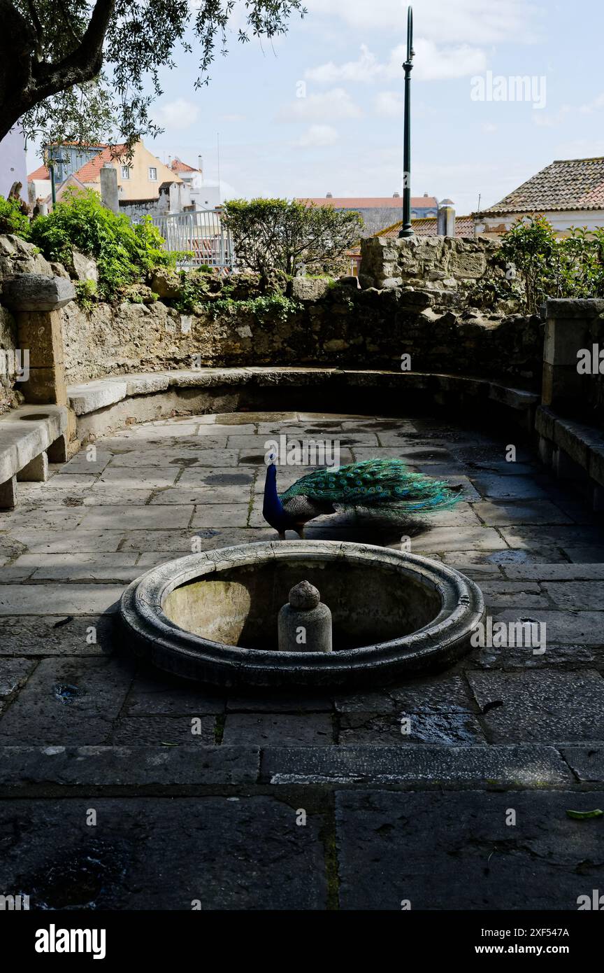 Vibrant peacock in repose at the historic courtyard of Castelo de São ...