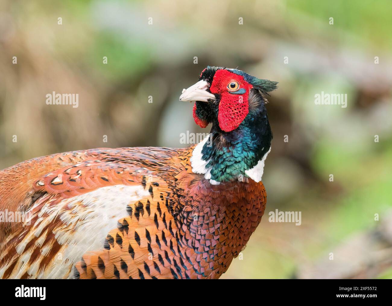 Adult male Pheasant (Phasianus colchicus) looking back over it's ...