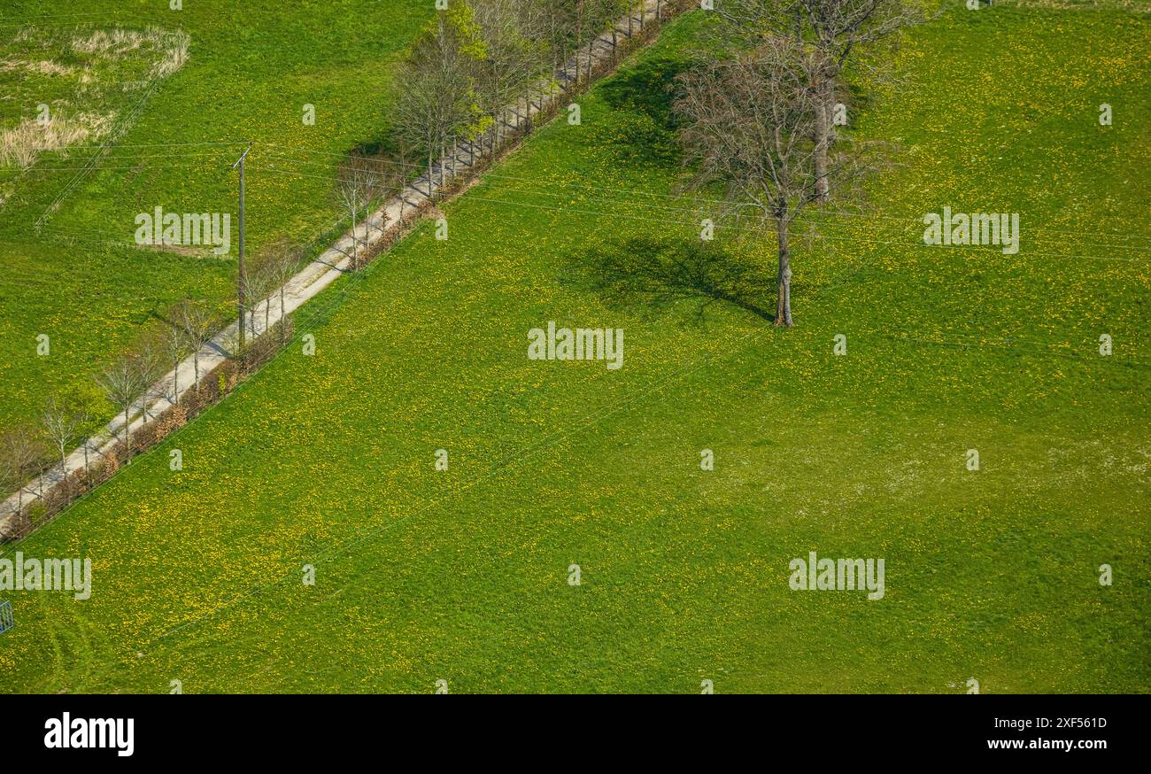 Aerial view, trees and meadows and fields with daffodil blossom ...