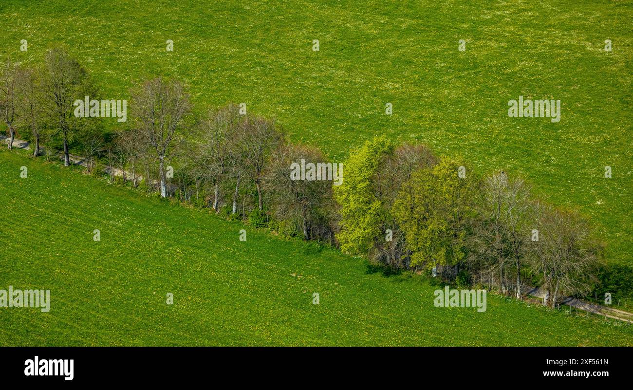 Aerial view, meadows and fields with daffodil blossom, row of trees ...