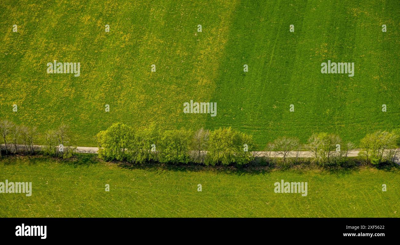 Aerial view, meadows and fields with daffodil blossom, tree avenue ...