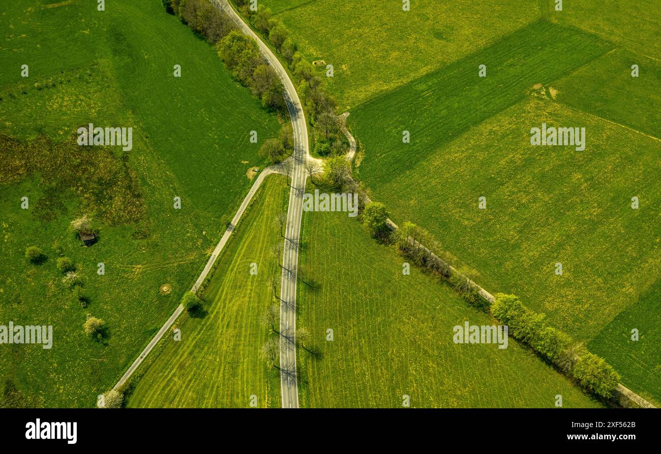 Aerial view, meadows and fields with daffodil blossom, crossroads and ...