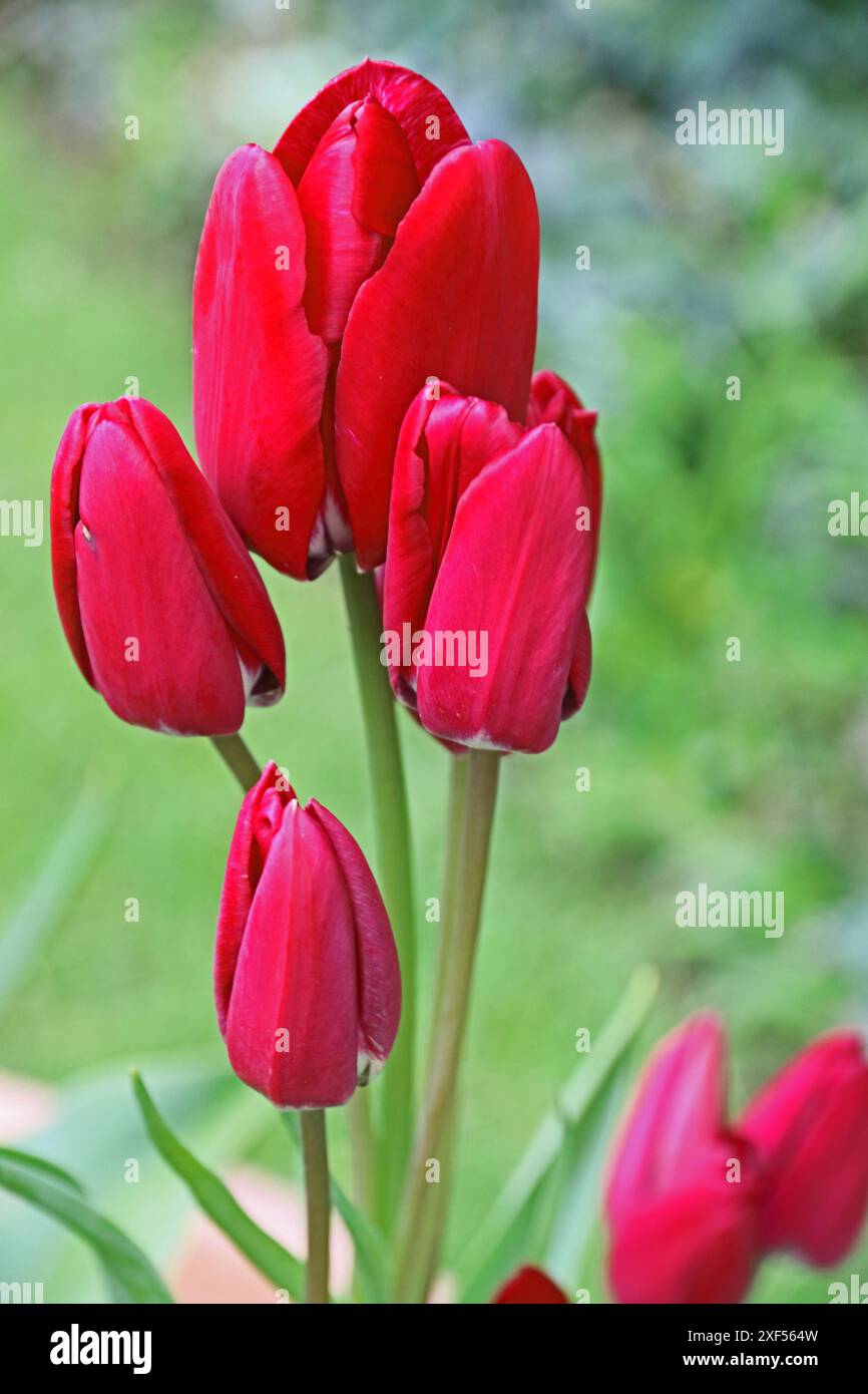 Multi headed flowers hi-res stock photography and images - Alamy