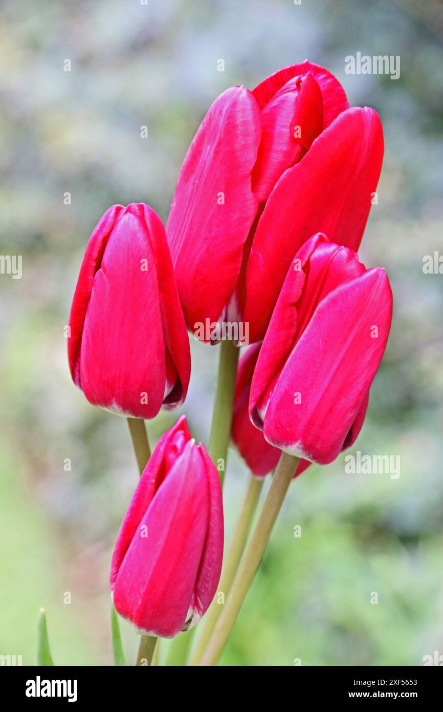 Fiery club hi-res stock photography and images - Alamy
