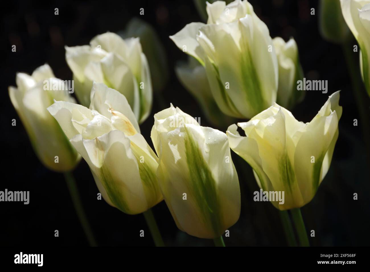 Tulip "Spring Green Stock Photo - Alamy
