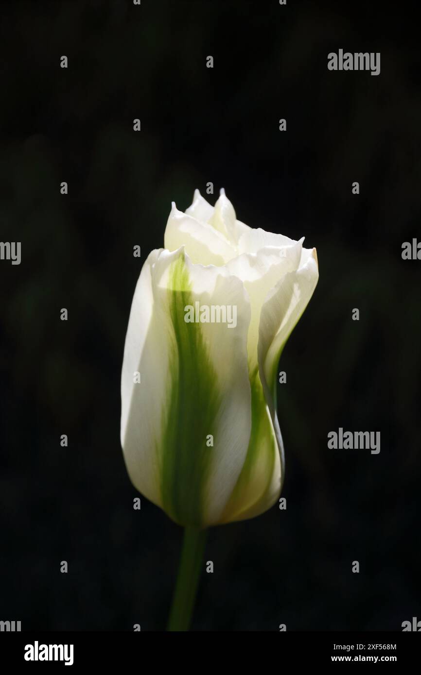 Tulip "Spring Green Stock Photo - Alamy