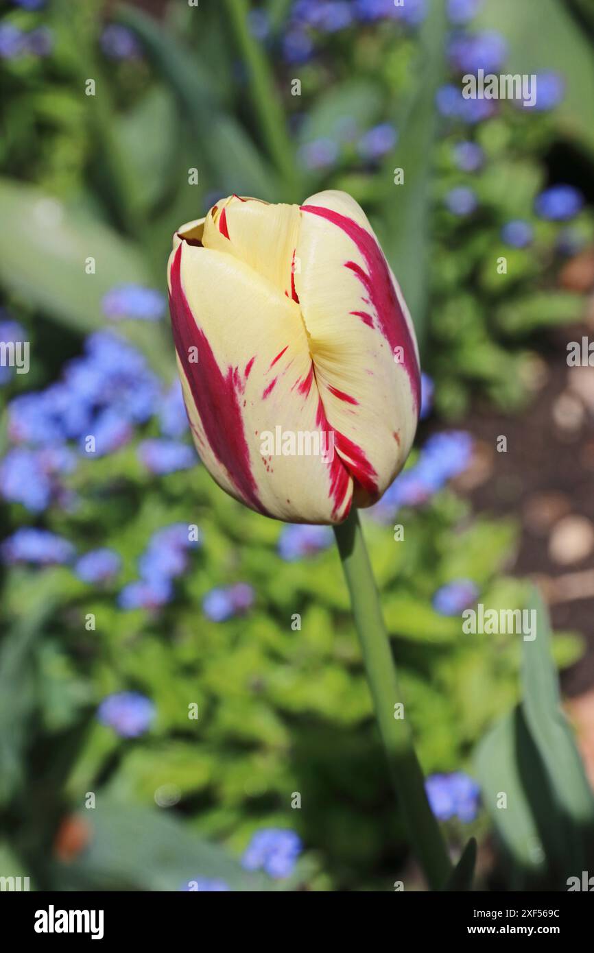 Tulip "Grand Perfection Stock Photo - Alamy