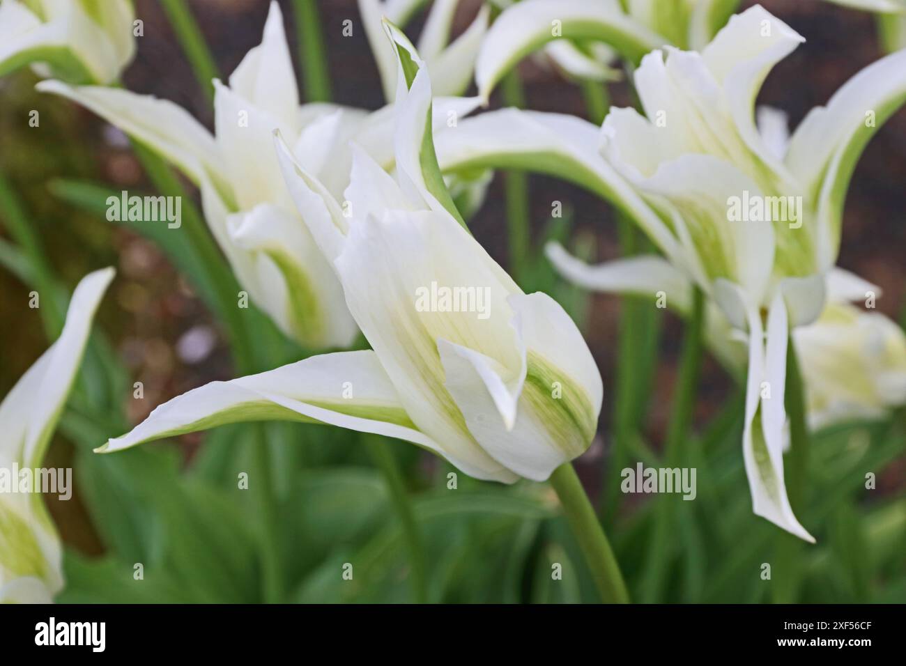 Tulip "Spring Green Stock Photo - Alamy