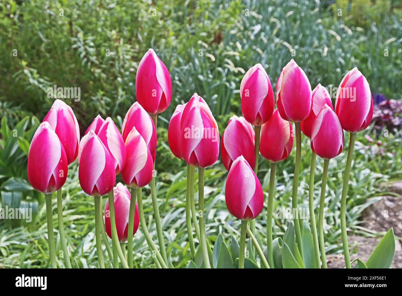 Tulip "Russian Princess Stock Photo - Alamy