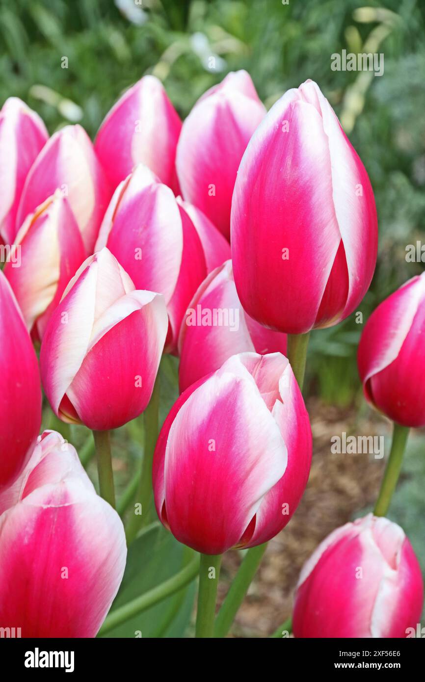 Tulip "Russian Princess Stock Photo - Alamy