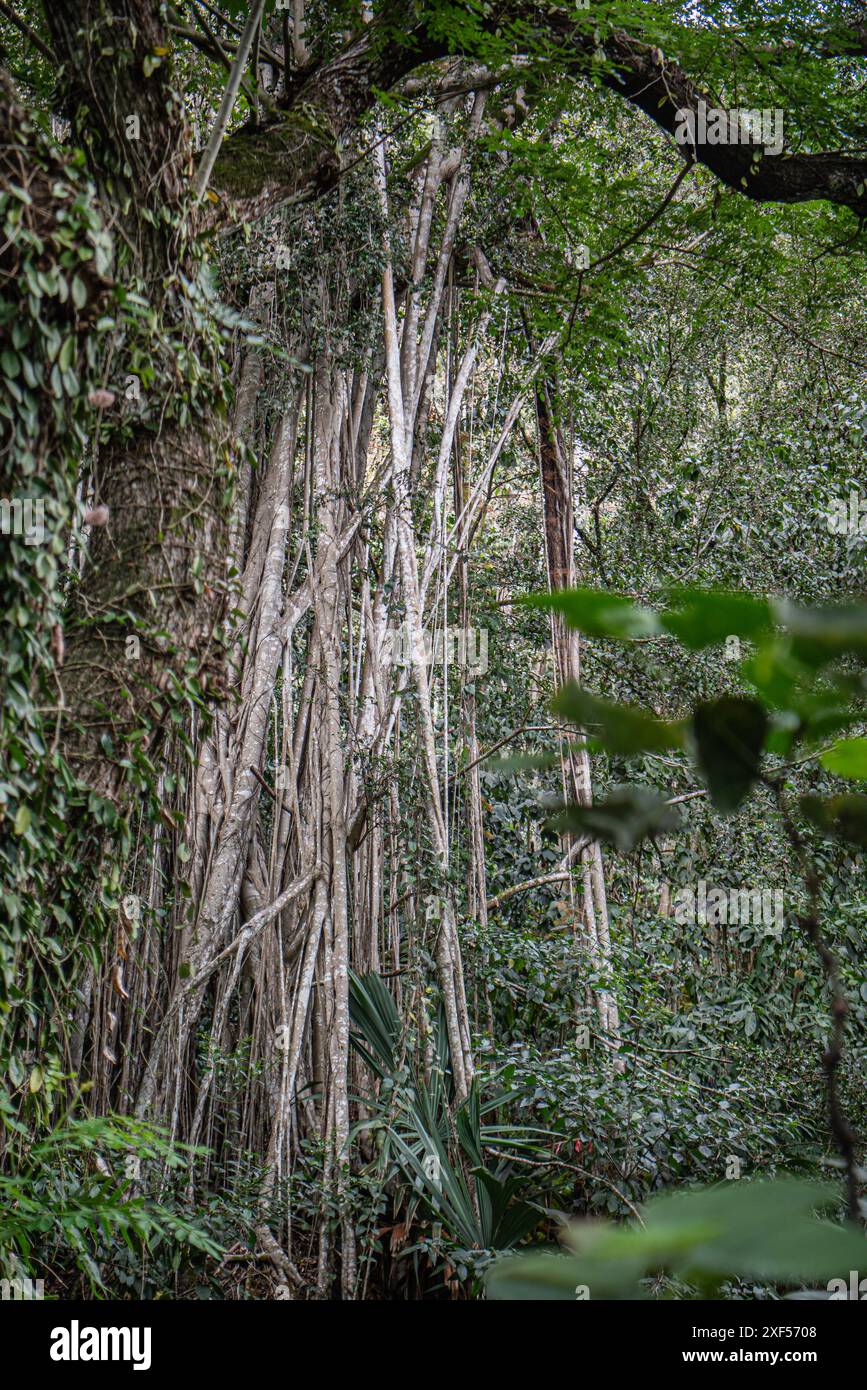 An enormous rubber tree stands prominently in Waimea Valley, Oahu ...