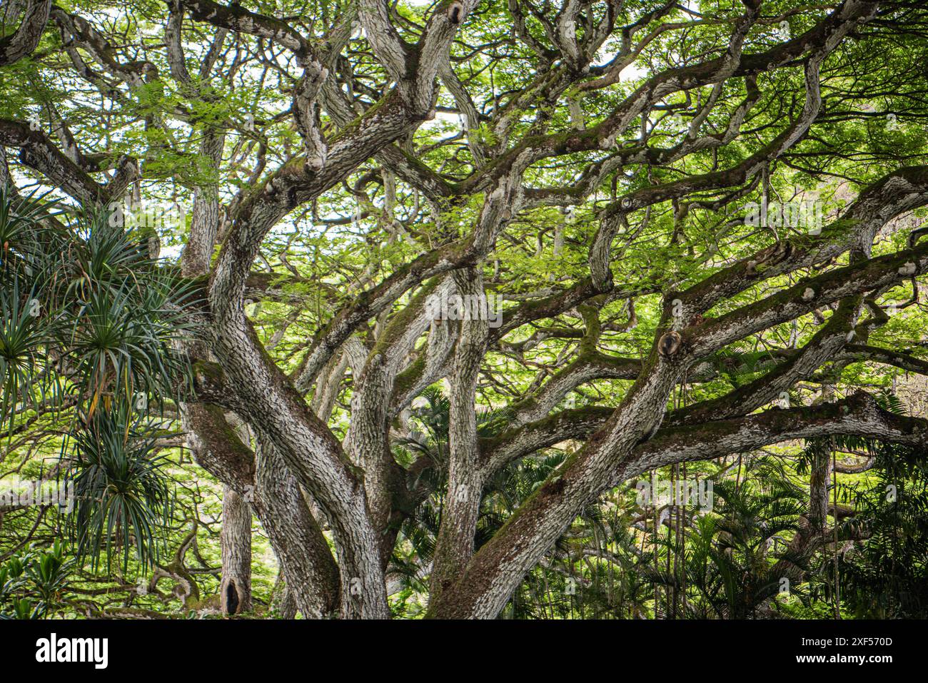 An immense and spectacular evergreen oak tree dominates the landscape ...
