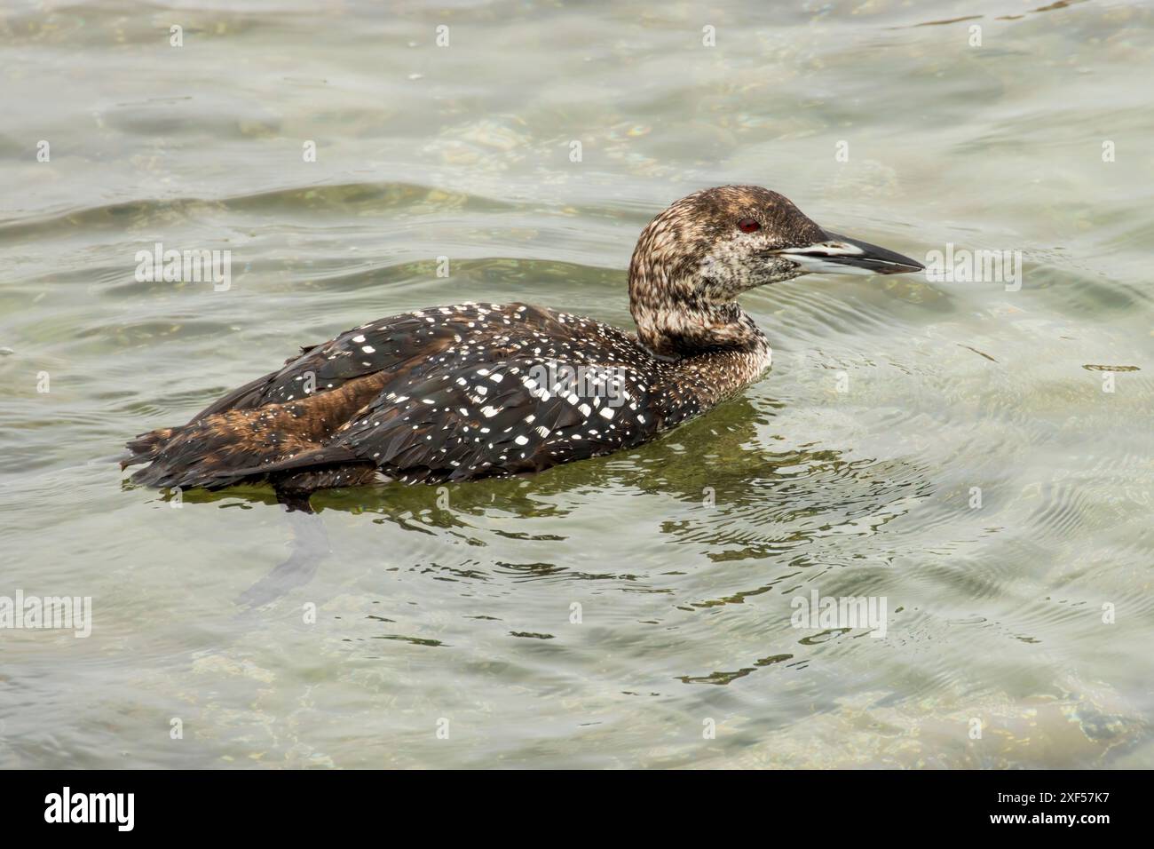 Common Loon (Gavia immer) from Lighthouse Jetty, Crescent City ...