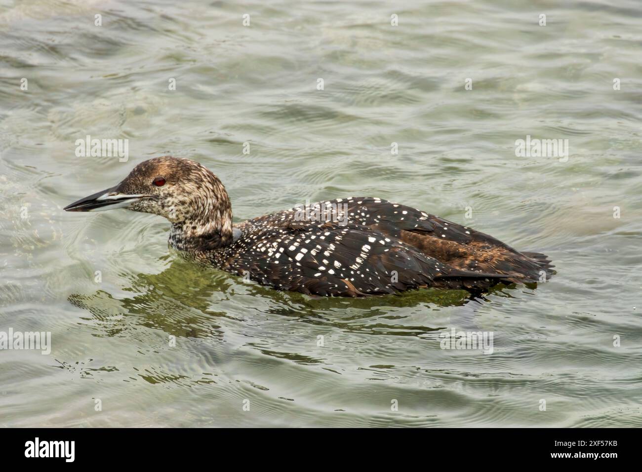 Common Loon (Gavia immer) from Lighthouse Jetty, Crescent City ...