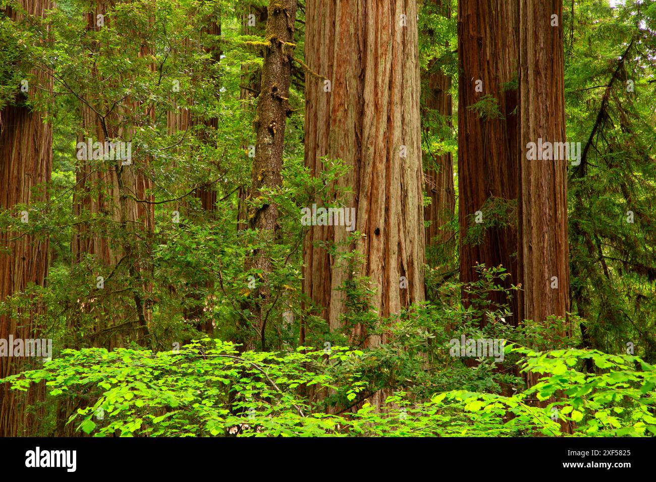 Coast redwood (Sequoia sempervirens) forest at Stout Memorial Grove ...