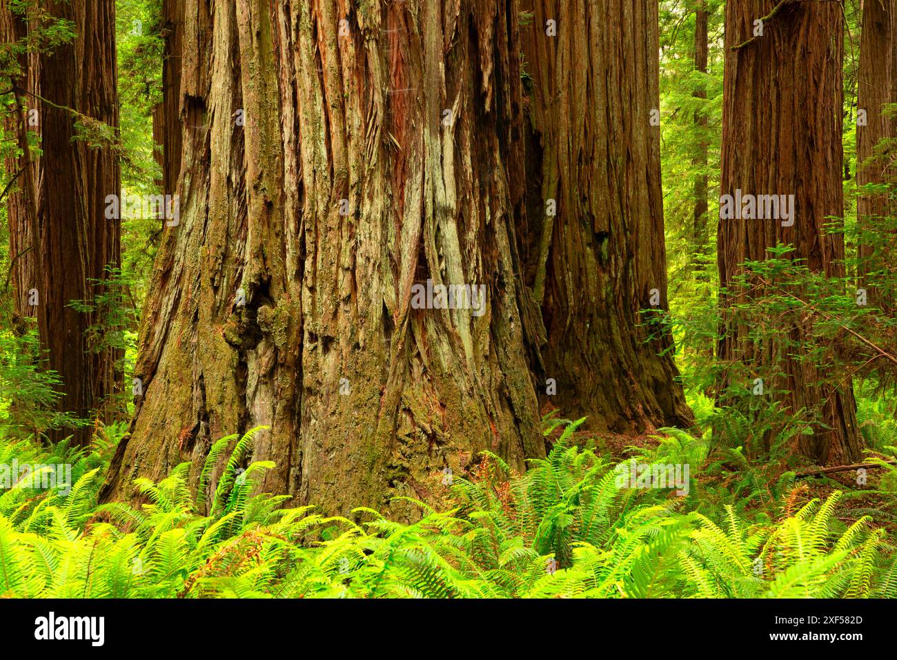 Coast redwood (Sequoia sempervirens) forest at Stout Memorial Grove ...