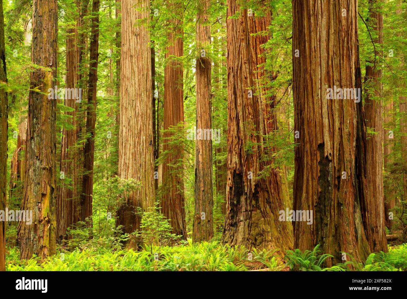 Coast redwood (Sequoia sempervirens) forest at Stout Memorial Grove ...