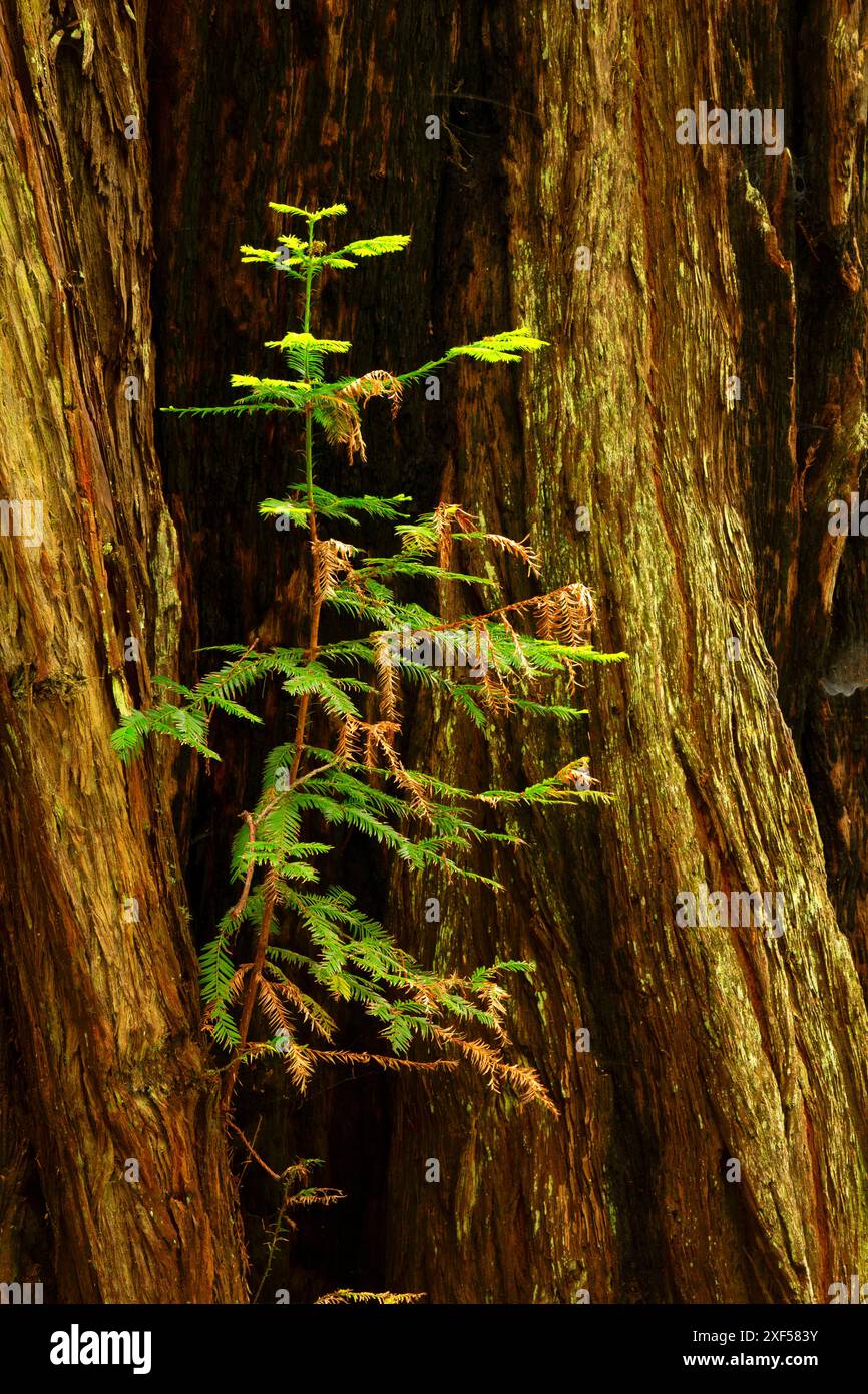 Coast redwood (Sequoia sempervirens) sprout, Prairie Creek Redwoods ...