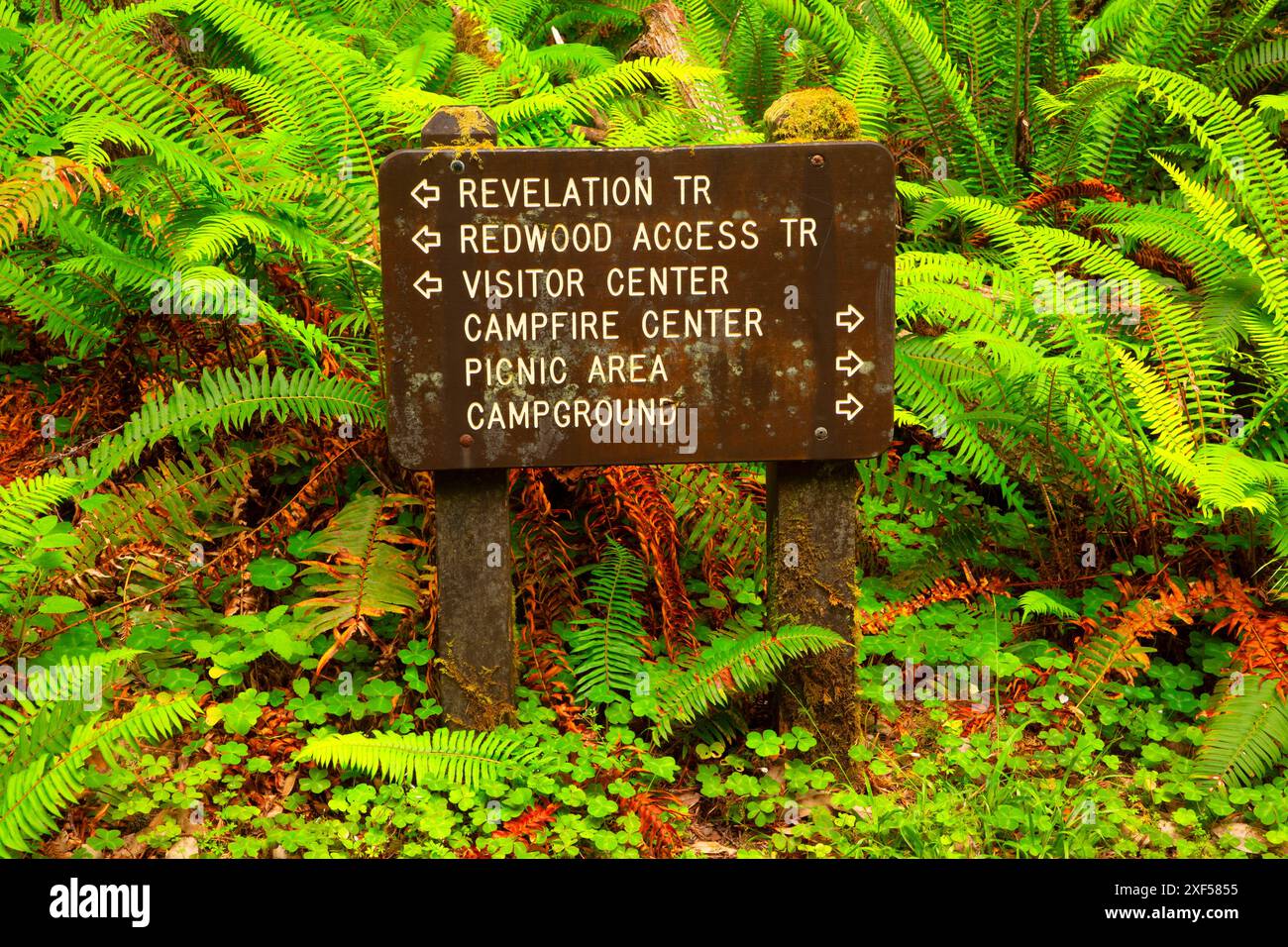 Redwood Access Trail sign, Prairie Creek Redwoods State Park, Redwood ...