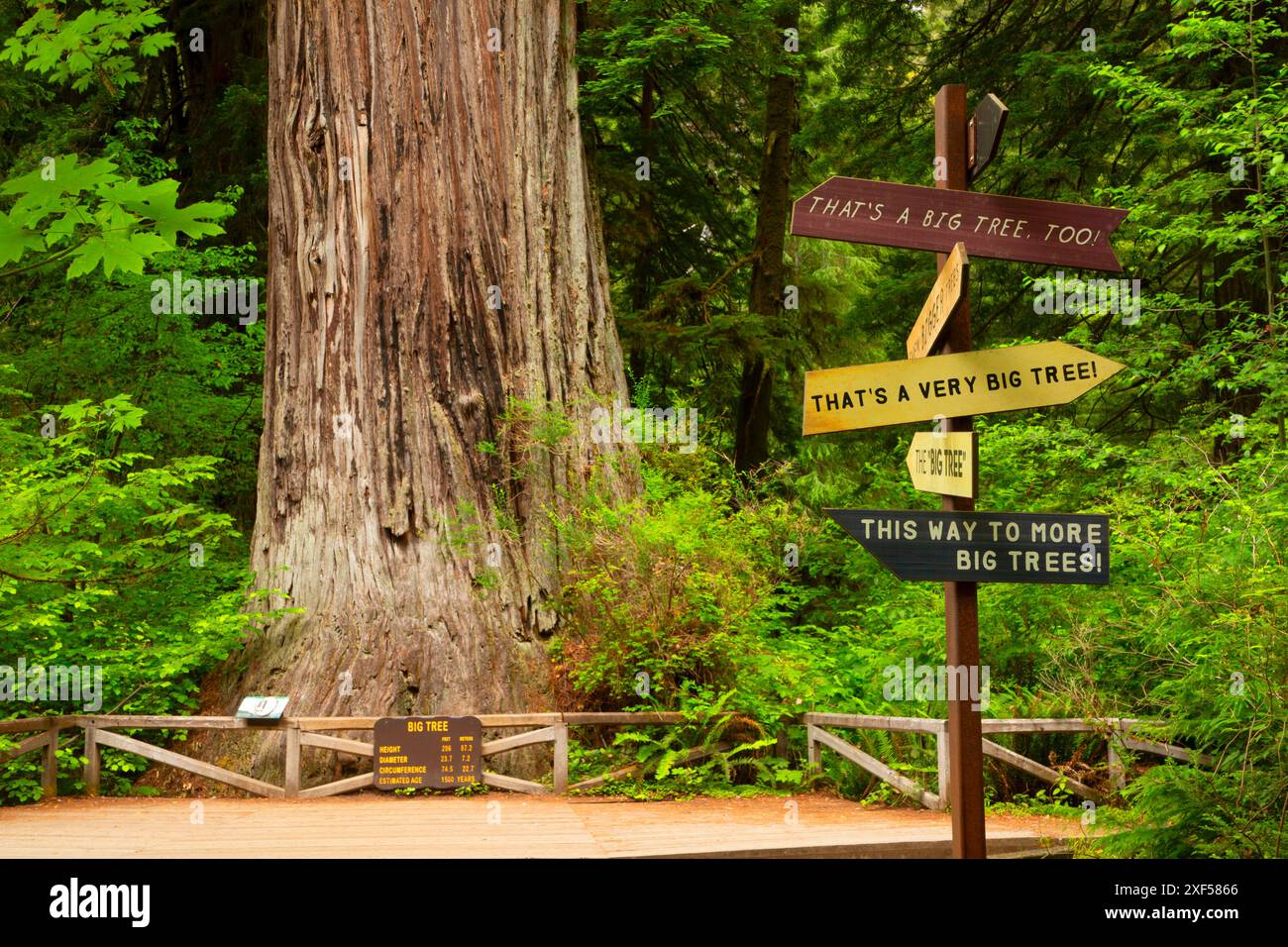 Sign at Big Tree, Prairie Creek Redwoods State Park, Redwood National ...
