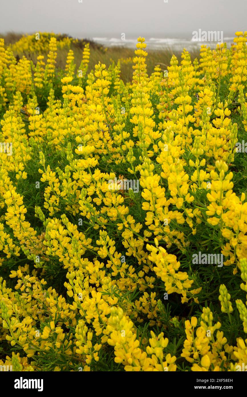 Yellow Coastal Bush Lupine (Lupinus arboreus), Samoa Dunes Recreation ...