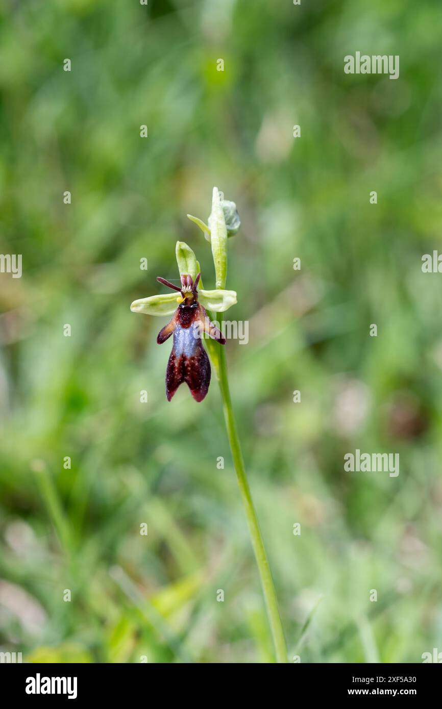 Fly Orchid - Ophrys insectifera Stock Photo - Alamy