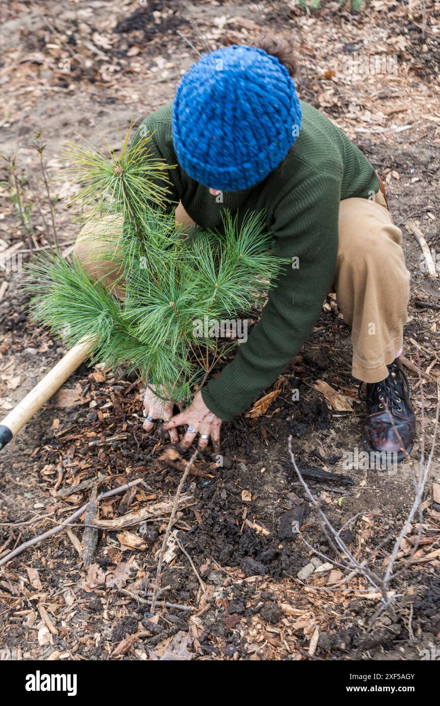 Woman planting a tree, NYC Healing Forest, Roosevelt Island, USA Stock ...