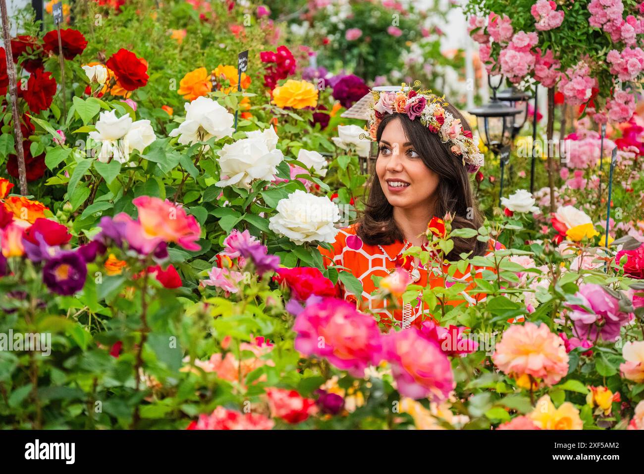 London, UK. 1st July, 2024. Harkness Roses, Festival of Roses - Experts ...