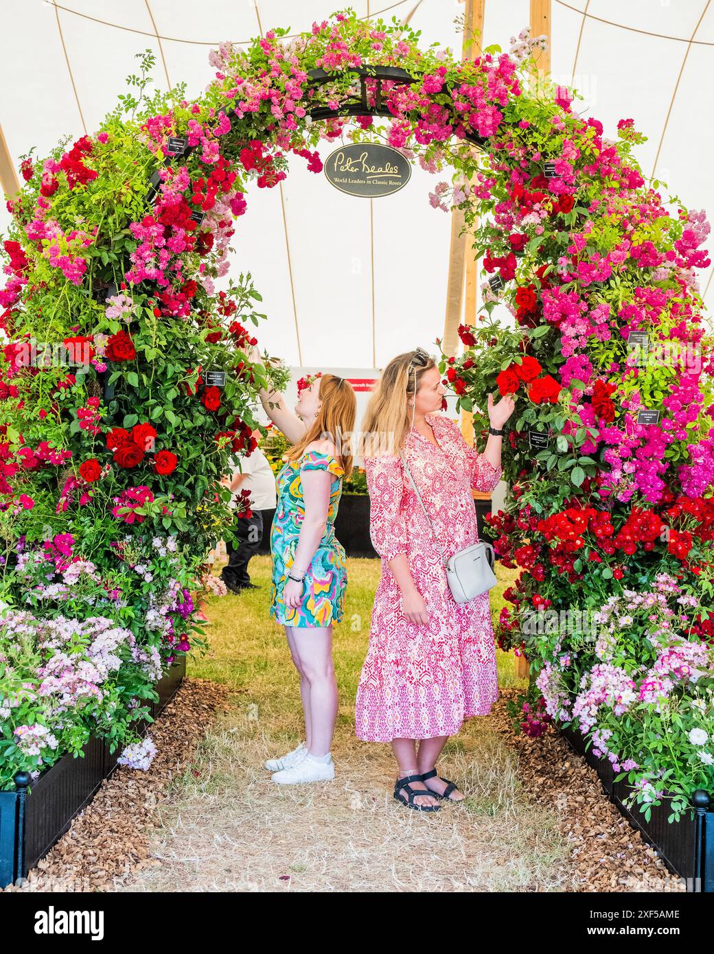 London, UK. 1st July, 2024. Visitors enjoy Peter beales roses - The ...
