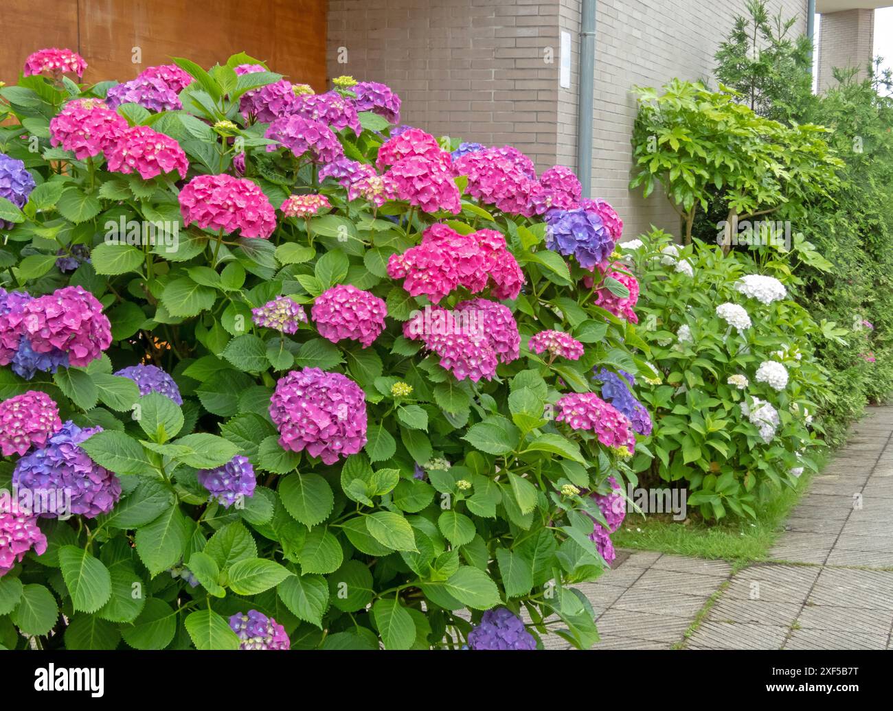 Hydrangea Flowering Plant With Pink Purple And Blue Flowers