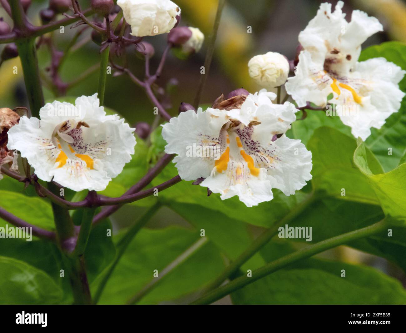 Catalpa bignonioides white flowers spotted with yellow and purple close ...