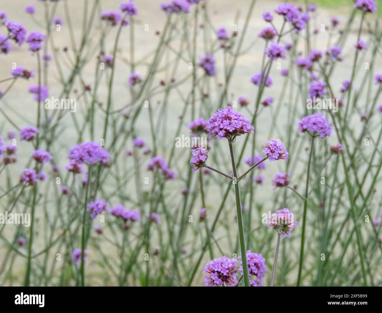 Verbena bonariensis decorative stems and purple flowers clusters ...