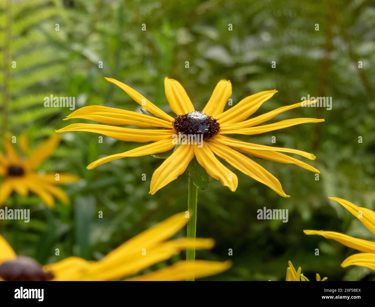 Orange coneflower bright flower head with black disk florets and bright ...