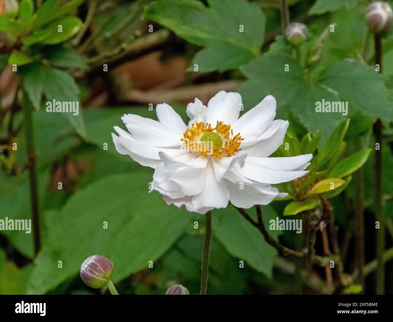 Japanese anemone flower hi-res stock photography and images - Alamy